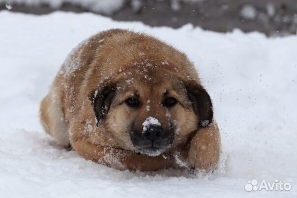 Небольшие собачки Лиззи и Джози в добрые руки