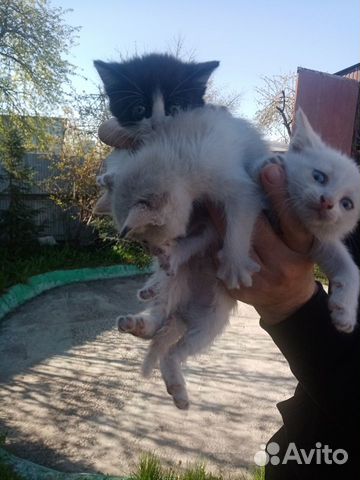 Котята в добрые руки
