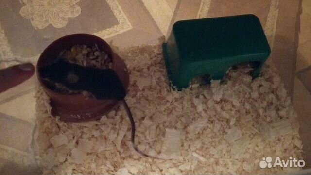 Декоративные мышки