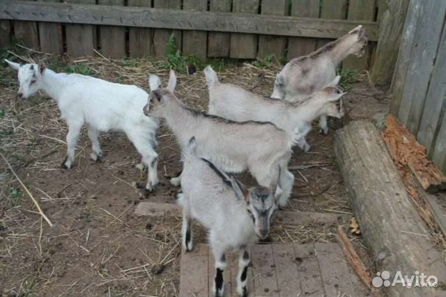 Зааненские козлята(помесь с альпийцами