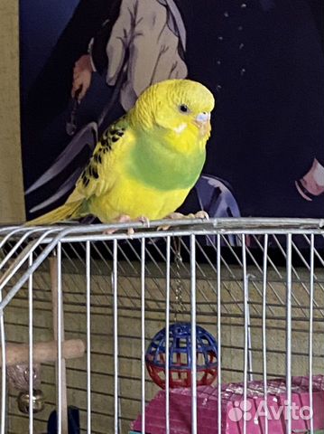 Волнистый попугай