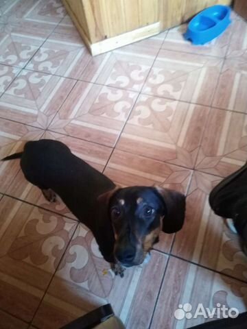 Такса бесплатно