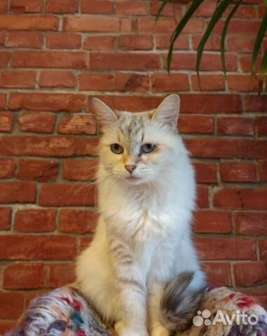 Невская маскарадная кошка