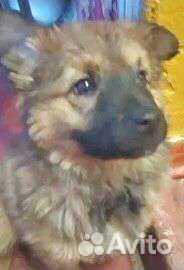 Красивые щенки кобельки