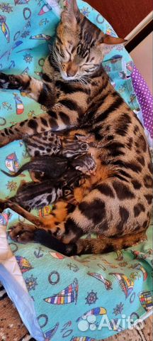 Бенгальские котята