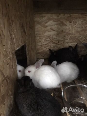 Кролики мясных пород