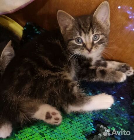 Котенок девочка полтора месяца