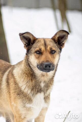 Отдаю собачку Ириску в дар