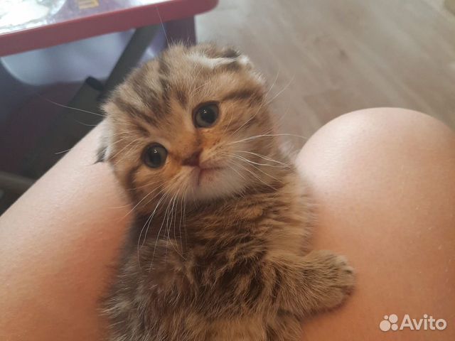 Шотландские котята
