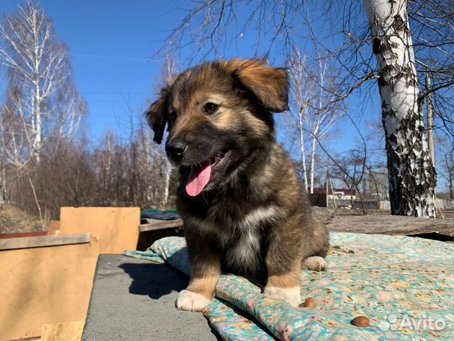 Щенок корги смесь с лайкой