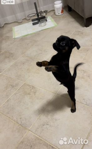 Птибрабансон