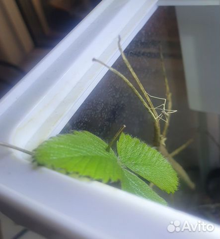 Палочники: дети и яйца