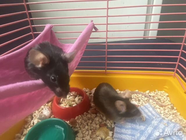 Две декоративные мышки