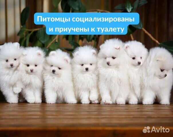 Белые щенки померанского шпица