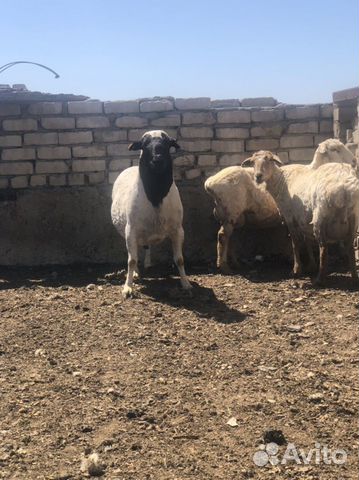 Бараны дорпер