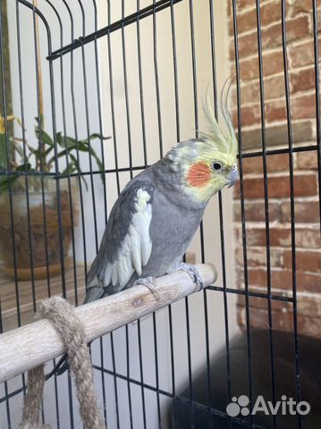 Попугай карела