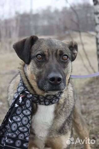 Добби-янтарные глазки, мягкие ушки ищет дом