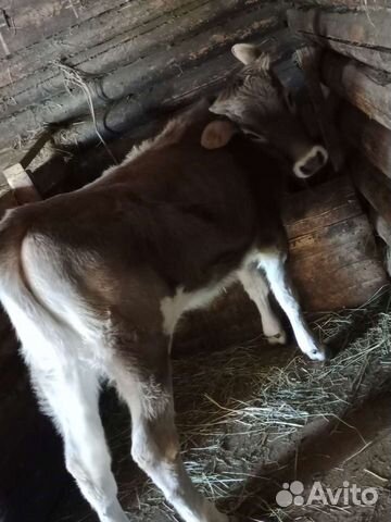 Телка 6 месяцев