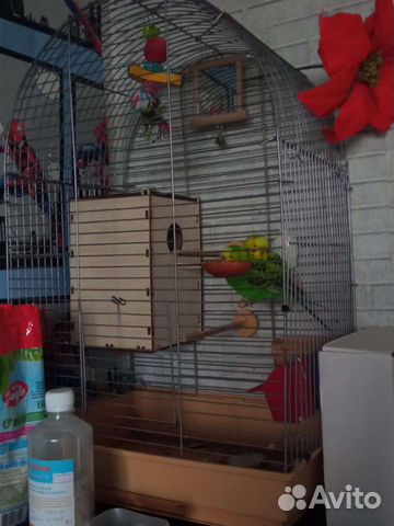 Волнистый попугай с клеткой