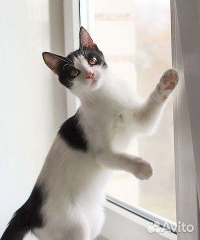 Кошечка с вирусной лейкемией в добрые руки