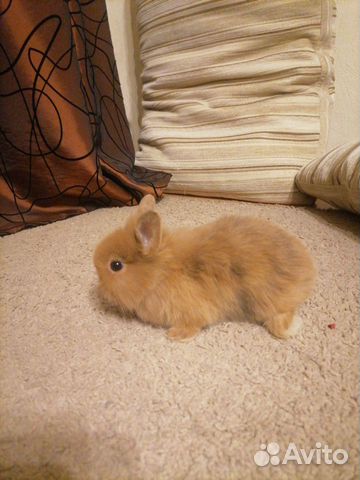 Крольчата декоративные