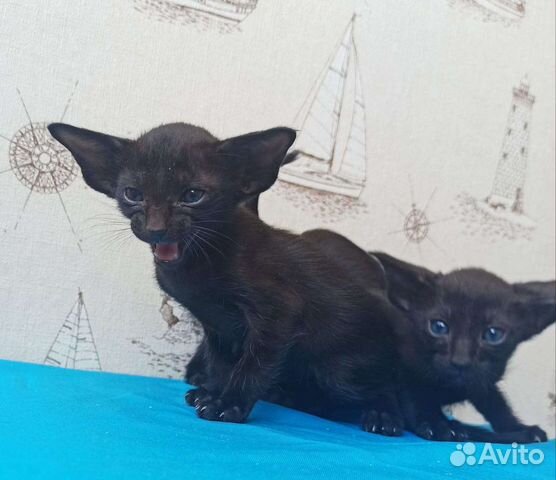 Котята ориенталы с любовью