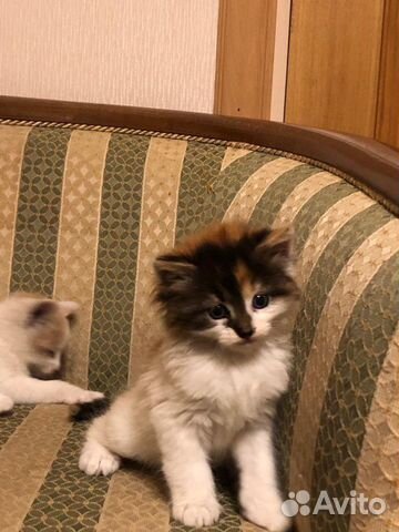 Красивые котята от дачной кошки