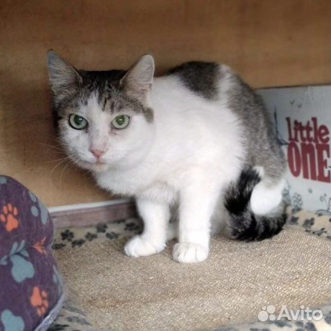 Кошка Клара ищет дом