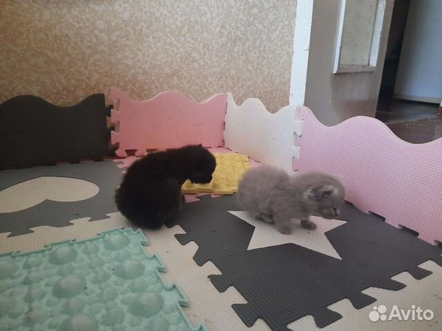 Домашние животные кошки