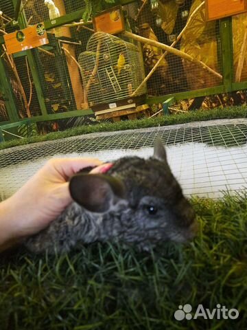Серебристая шиншилла