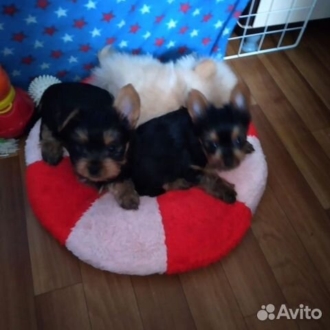 Йоркширский терьер