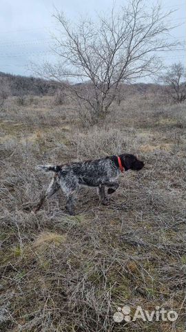 Дратхаар вязка