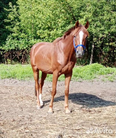 Тракененский мерин 2018 г.р
