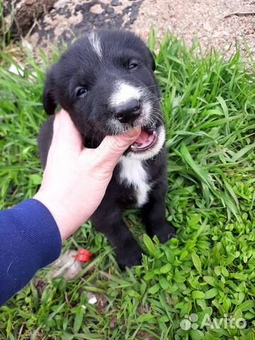 Собака, щенки, 1 мес. 8 мальчиков и одна девочка