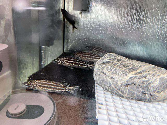 Розетки встраиваемые Lipidiolamprologus kendalli