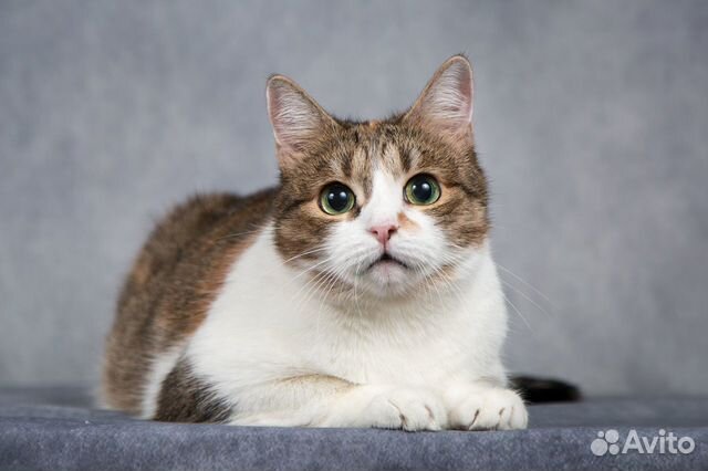 Кошечка Заюшка, ласковая и нежная