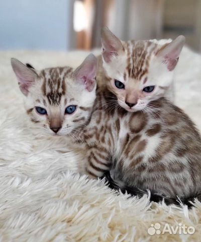 Чудные бенгальские котятки в хорошие и добрые руки