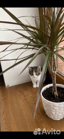 Котенок