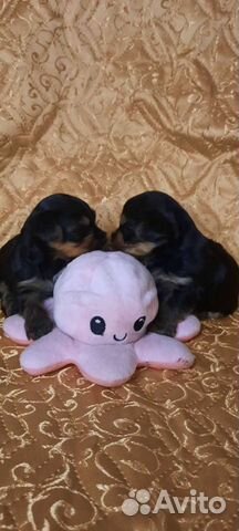 Йоркширский терьер щенки