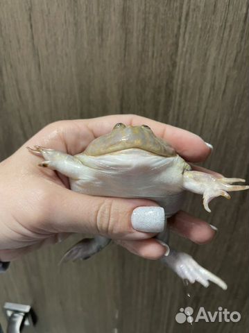 Щитоспинка самка