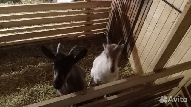 Козлята на мясо