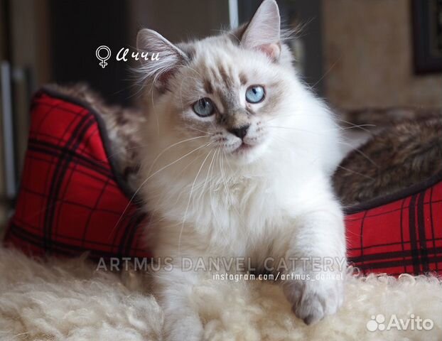 Невская Маскарадная серебряная девочка