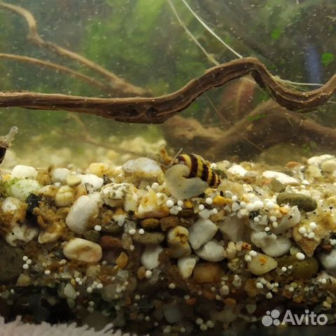 Улитка хелена