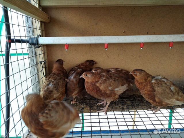 Перепела продажа Селадоны