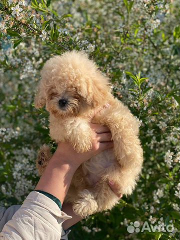 Мальтипуши