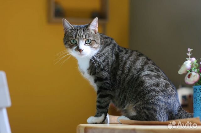 Джентельмен по имени Носик