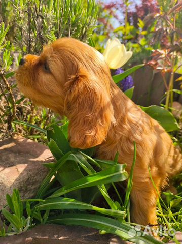 Кавалер кинг чарльз спаниель мальчик рубин