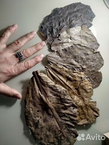 Листья миндаля + шелковица