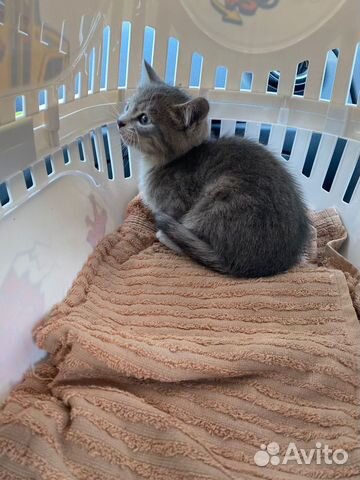 Котенок