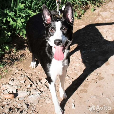 Собака в добрые руки